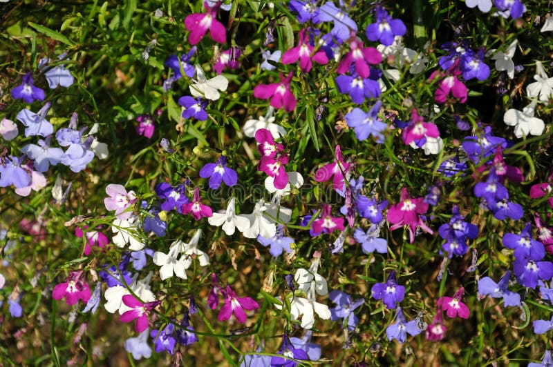 Mixed Lobelia flowers. stock image. Image of flower, pink - 56030657