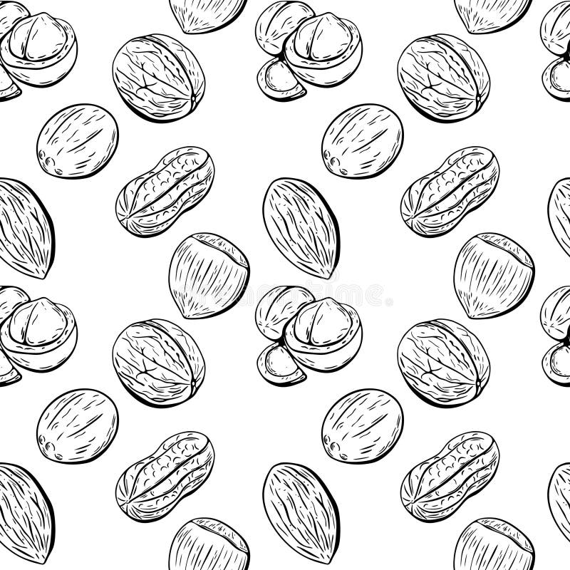 Mixed Nuts Seamless Pattern in Hand-drawn Line Art Stock Photo - Image ...