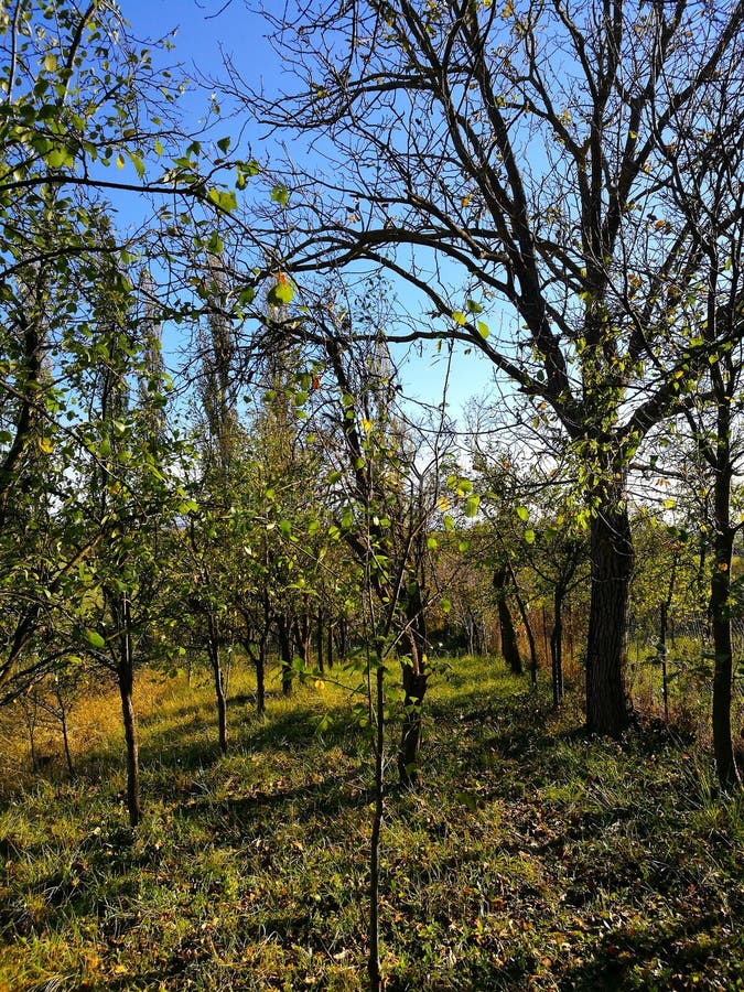 Mixed Orchard of Fruit Trees in Early October Stock Image - Image of ...