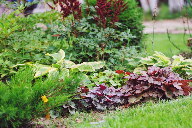 Mixed Perennials Combination in Summer Garden Stock Image - Image of ...