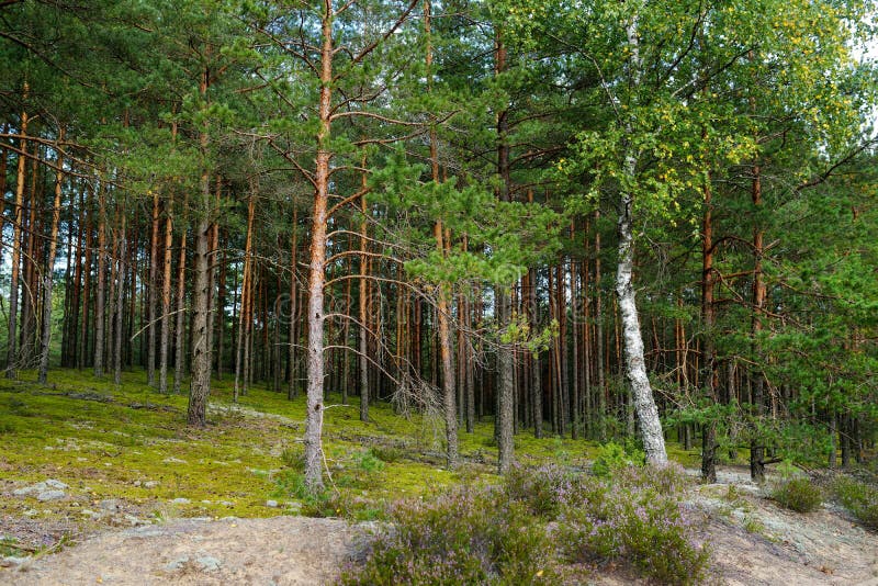 Mixed Pine and Deciduous Forest Stock Photo - Image of branches, europe ...