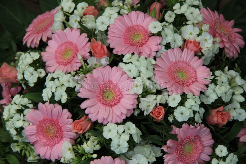 Mixed pink bridal flowers stock image. Image of dianthus - 221607165