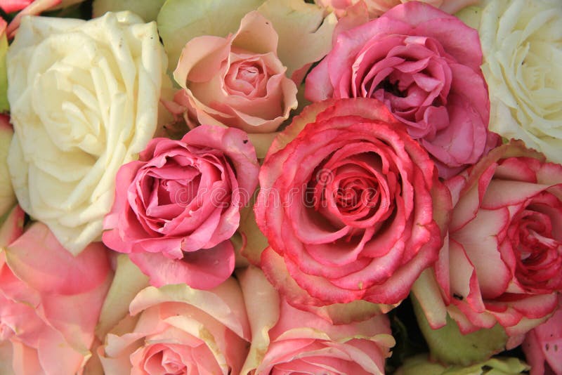 Mixed pink bridal roses stock image. Image of arrangement - 82274067