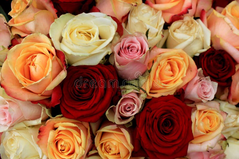 Mixed pink roses stock image. Image of centerpiece, floral - 113955563