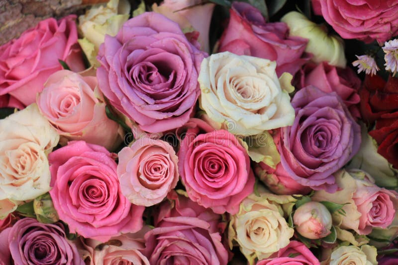 Mixed pink roses stock image. Image of flowers, bouquet - 116121727