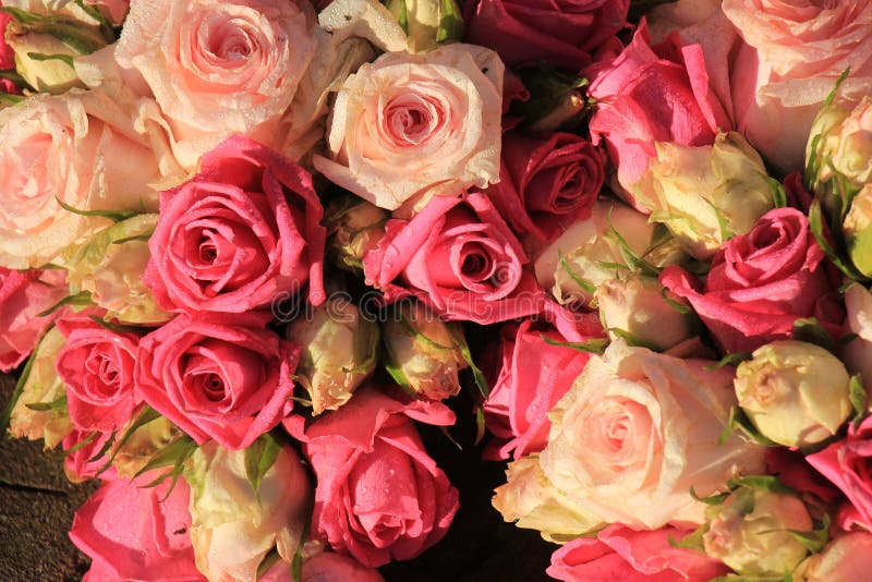 Mixed pink roses stock photo. Image of decorations, floral - 86289296