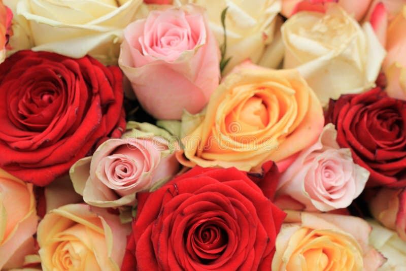 Mixed pink roses stock image. Image of flower, rose - 130276723