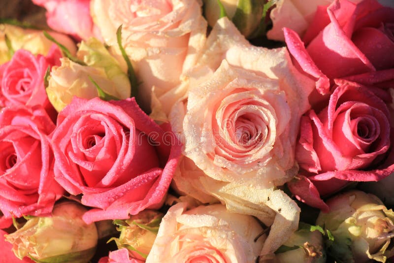 Mixed pink and yellow rose stock photo. Image of romantic - 29024544