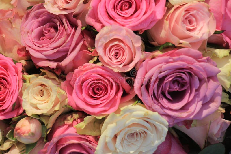 Mixed pink roses stock image. Image of floral, flowers - 221608769