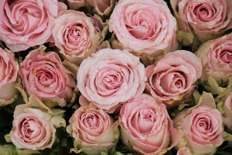 Mixed pink and yellow rose stock photo. Image of romantic - 29024544