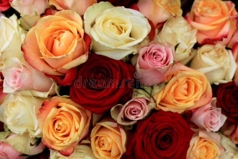 Mixed pink roses stock photo. Image of wedding, arrangement - 221616186