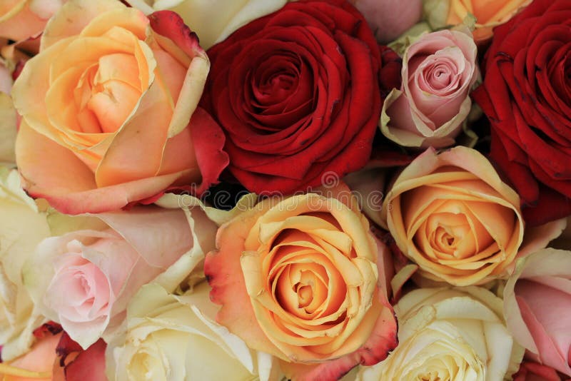 Mixed pink and yellow rose stock photo. Image of romantic - 29024544
