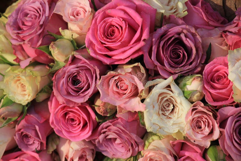 Mixed pink roses stock photo. Image of decorations, floral - 86289296