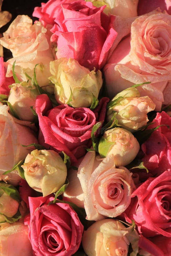 Mixed pink roses stock photo. Image of decorations, floral - 86289296
