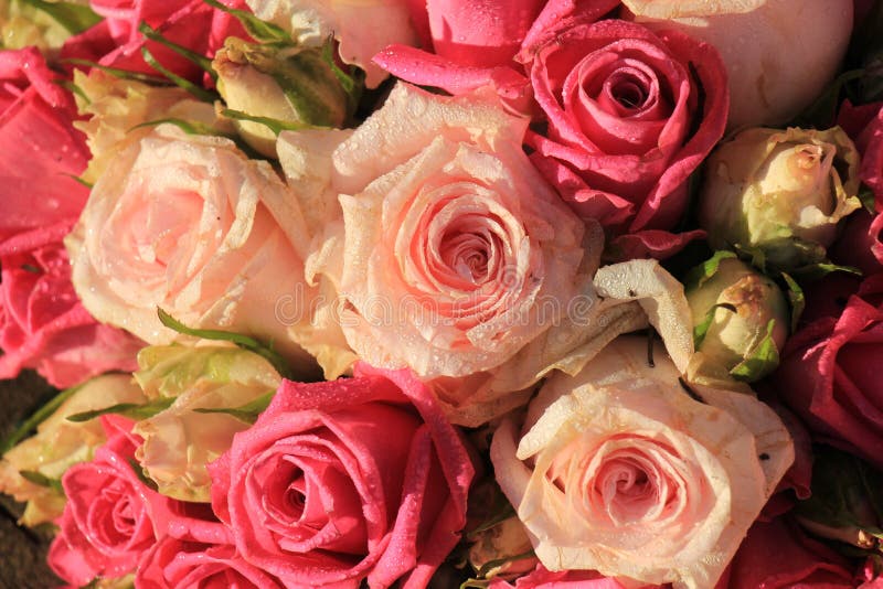 Mixed pink roses stock photo. Image of decorations, floral - 86289296