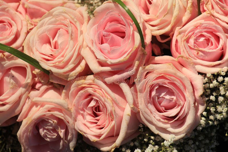 Mixed pink roses stock photo. Image of decorations, floral - 86289296