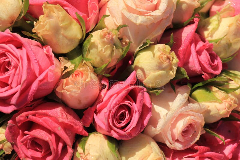 Mixed pink roses stock photo. Image of decorations, floral - 86289296