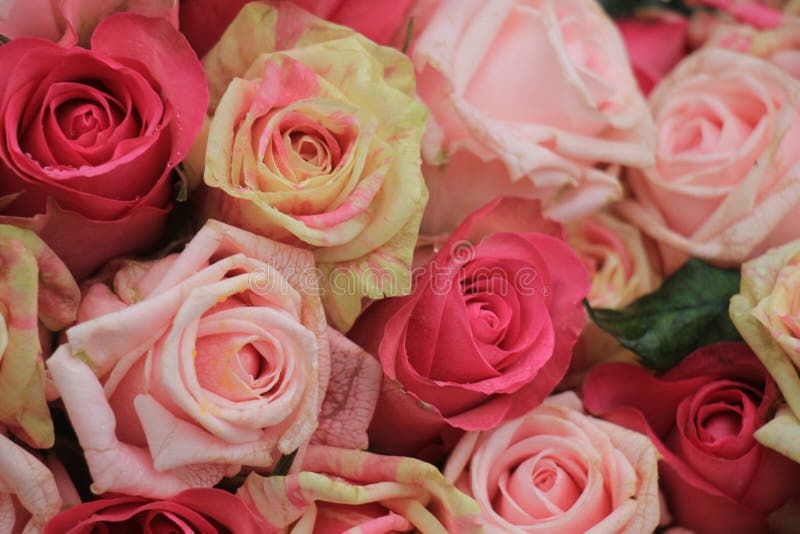 Mixed pink roses stock photo. Image of decorations, floral - 86289296