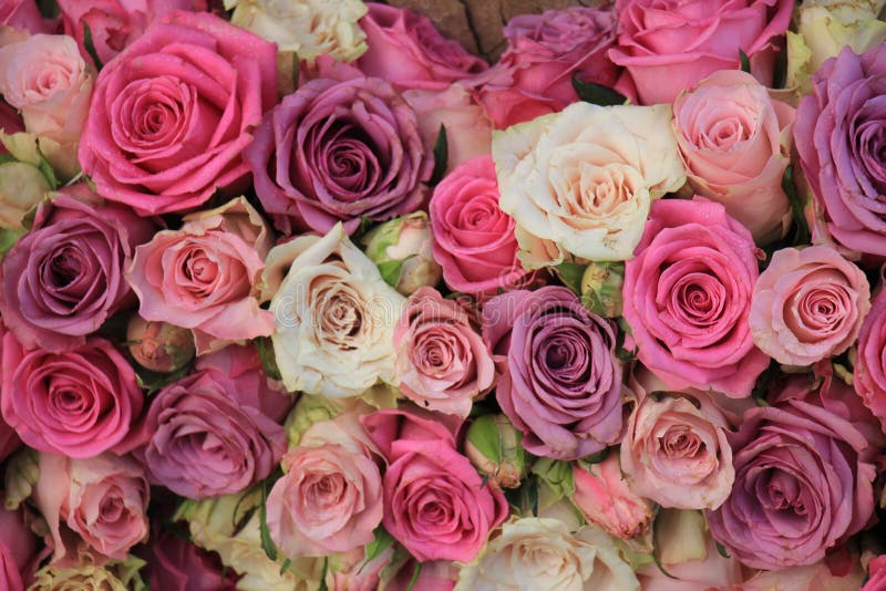 Mixed pink roses stock photo. Image of decorations, floral - 86289296