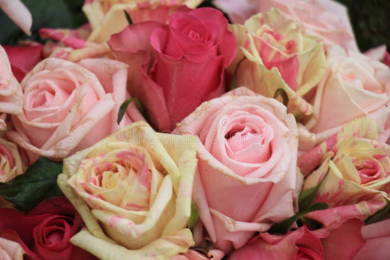 Mixed pink roses stock image. Image of pink, rose, mixed - 87308757
