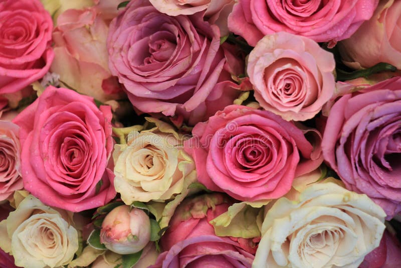 Mixed pink roses stock photo. Image of purple, pink, bridal - 88940602