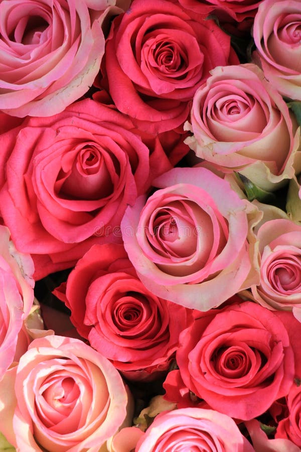 Mixed pink roses stock photo. Image of flowers, wedding - 89364170