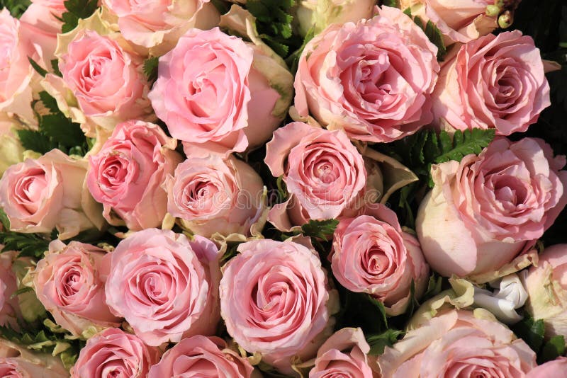 Mixed pink roses stock photo. Image of decorations, floral - 86289296