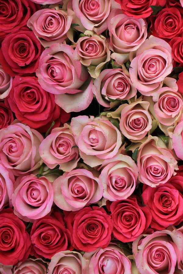 Mixed pink roses stock image. Image of flowers, floral - 90577733