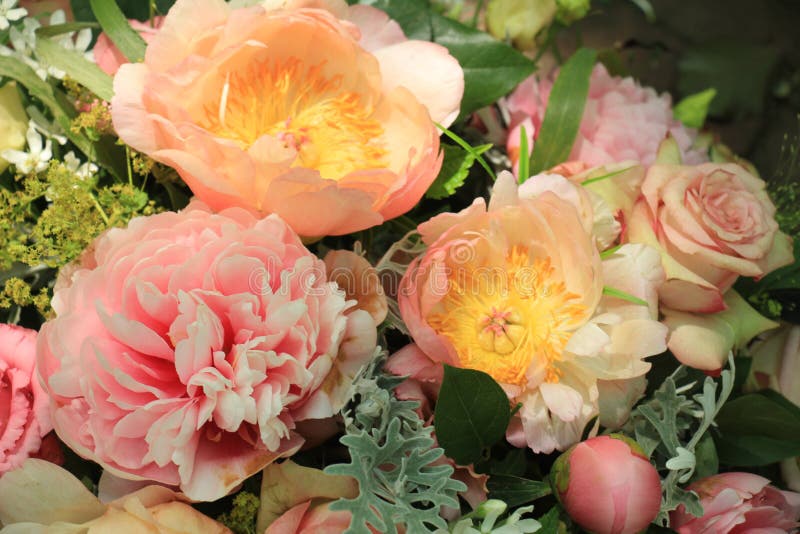 126 Peonies Mixed Colors Stock Photos - Free & Royalty-Free Stock ...