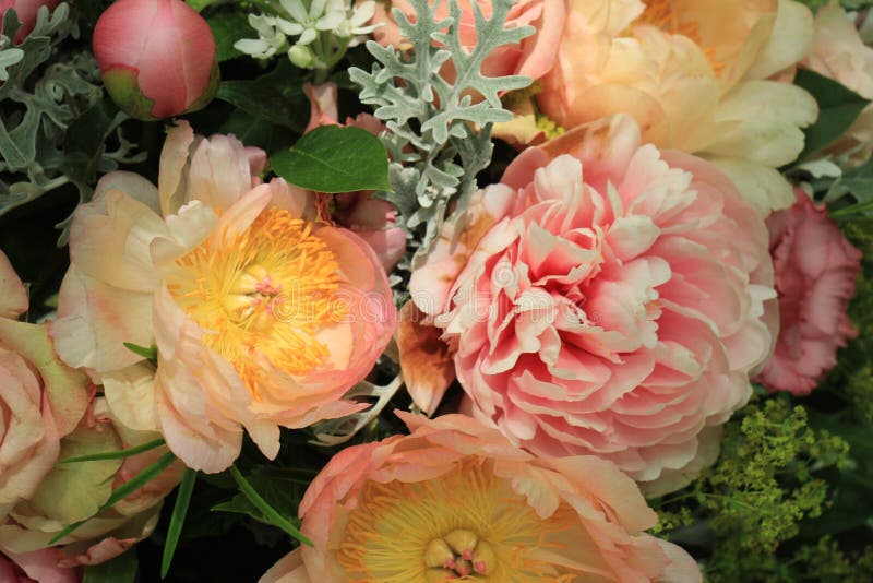 126 Peonies Mixed Colors Stock Photos - Free & Royalty-Free Stock ...