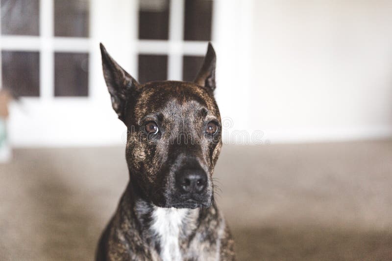 Mixed Pit Bull Dog stock photo. Image of mixed, cute - 107416932