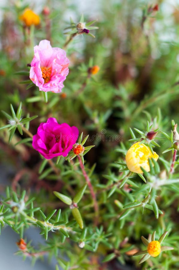 Mixed Portulaca stock image. Image of garden, nature - 25963869