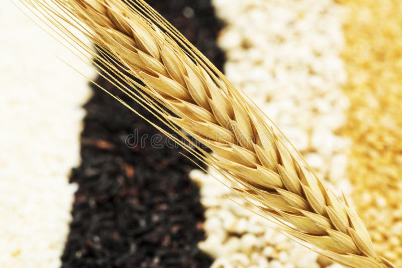 Mixed rices and wheat stock image. Image of stripe, vitamins - 34479069