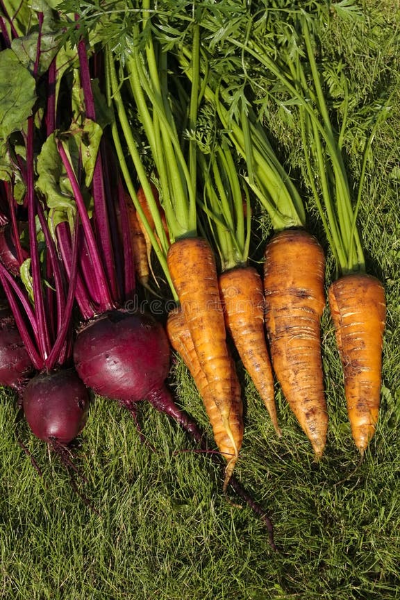 Mixed root vegetables stock photo. Image of vegetables - 10517062