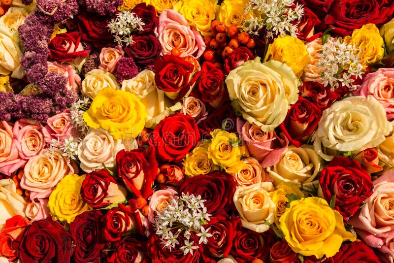 Mixed pink and yellow rose stock photo. Image of romantic - 29024544