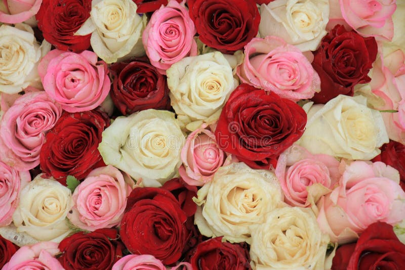Mixed rose bouquet stock image. Image of nature, rose - 80474897