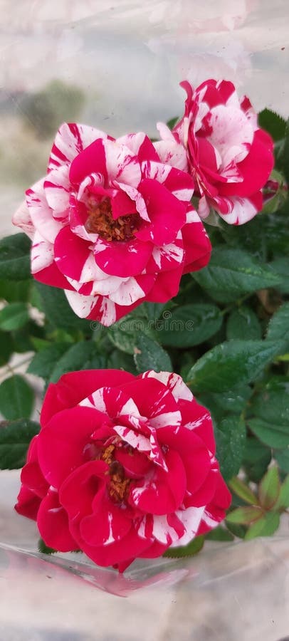 Mixed Rose Flowers White and Red Stock Image - Image of rose, flowers ...