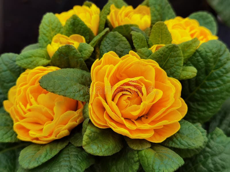 Mixed the Roses in Yellow and Orange Colors Stock Photo - Image of ...