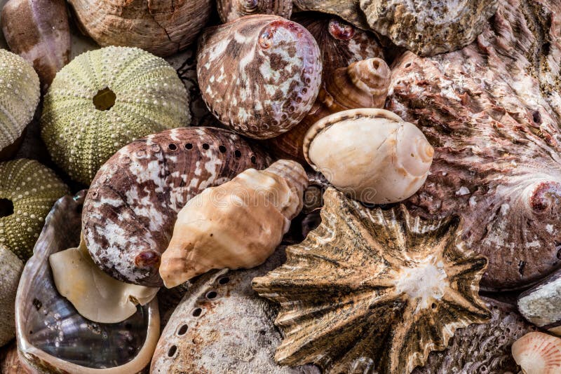 Mixed Sea Shells Together stock photo. Image of malacology - 53947786