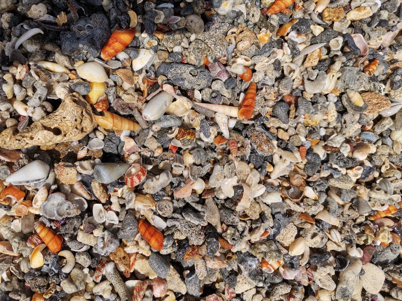 Mixed Seashells in Natural Beach in Gall Srilanka Stock Photo - Image ...