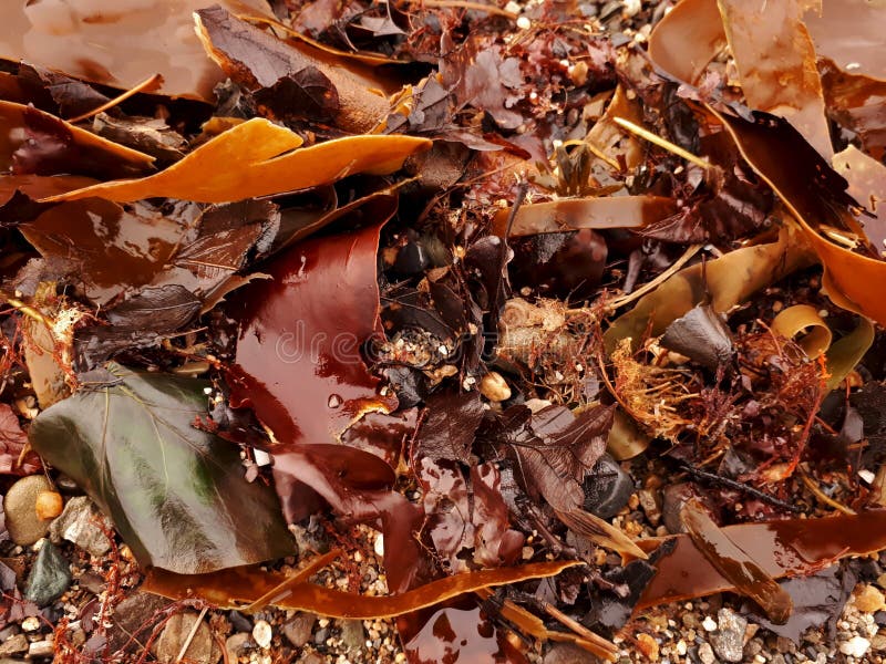 Mixed Seaweed on the Shore stock image. Image of shore - 100351589