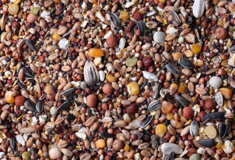 Mixed seeds stock image. Image of ingredient, detail - 28484391