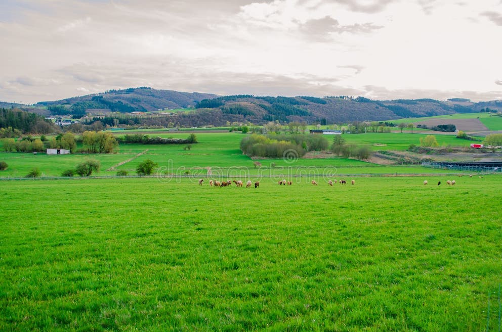 Mixed Sheep Flock Grazing in Green Pasture Stock Photo - Image of brown ...