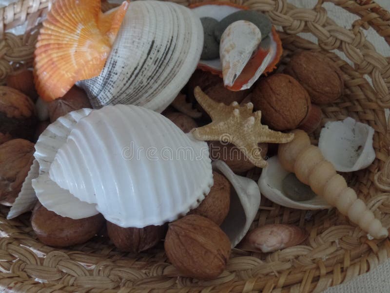 Mixed shells in a basket stock image. Image of layer - 124389861