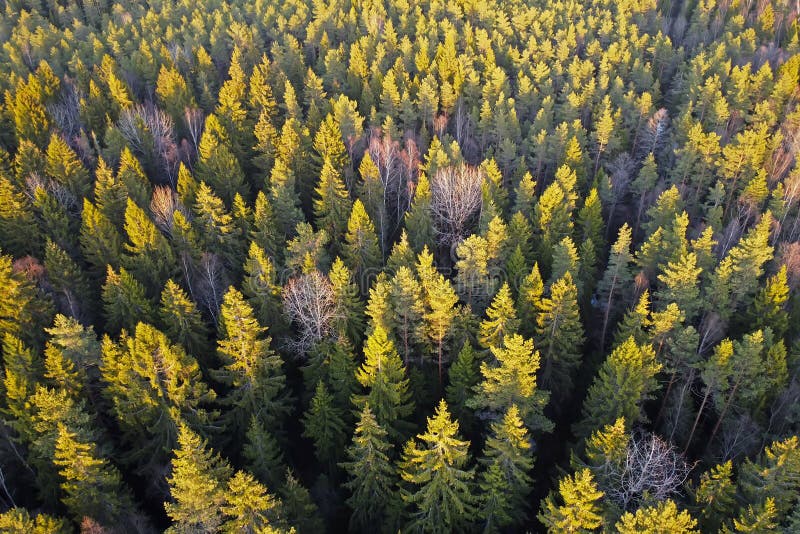 Mixed Spring Forest Under the Setting Sun Stock Image - Image of ...