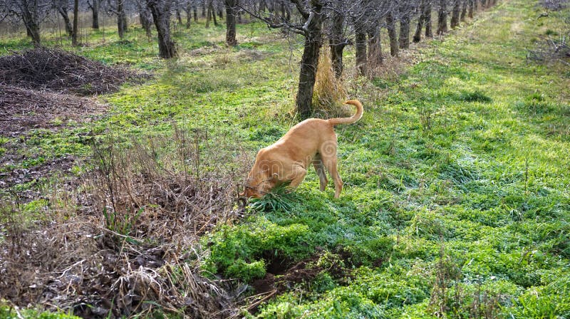 Mixed Staffy Dog Dig a Hole Stock Photo - Image of happiness, meadow ...