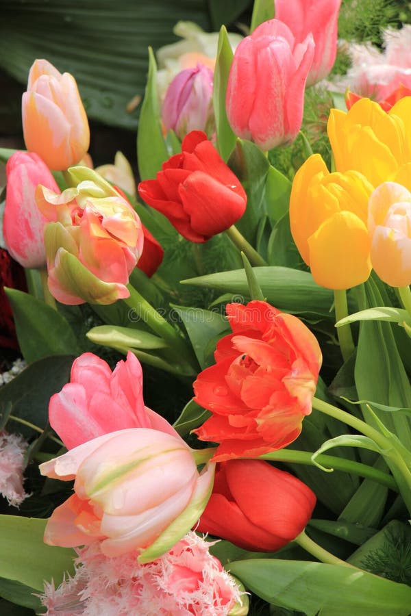 Mixed tulip bouquet stock photo. Image of spring, color - 90692892