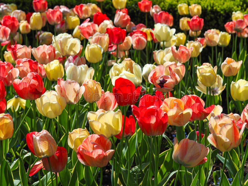 Mixed Tulip Display in a Spring Garden Stock Image - Image of plants ...