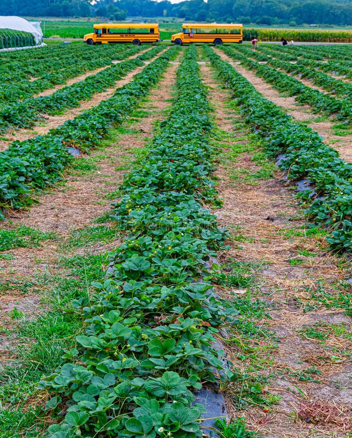 Mixed Use Farm with Rows of Strawberry Bush in the Foreground and Corn ...