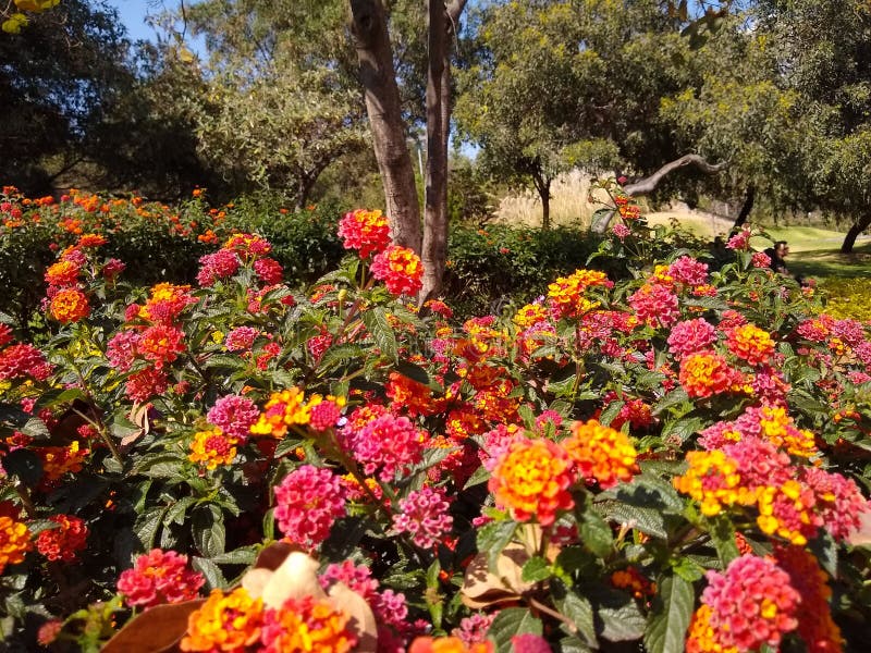 Mixed vegetation stock photo. Image of mixed, park, vegetation - 139215656